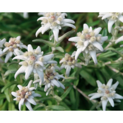 Elena's Organic Garden - Ontario, Canada.