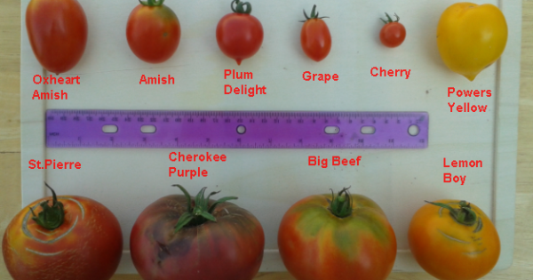 Visual size comparison for 10 tomato varieties I grow in my garden.And ...