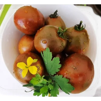 Kumato Tomato Seeds | Ontario Canada | Elenasgarden